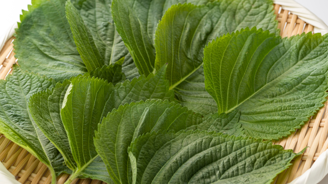 Understanding Perilla Leaves: Cooking Tips and Recipes - Travel With Glen